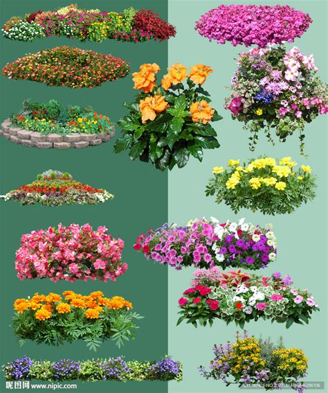 地被植物花卉 设计图 园林设计 环境设计 设计图库 昵图网