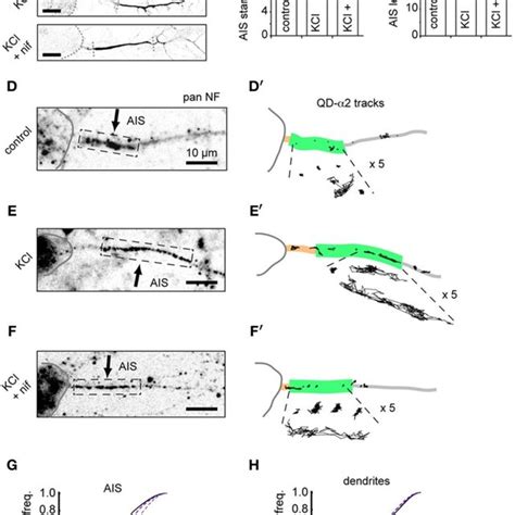 Gabaar Clustering And Lateral Mobility At The Axon Initial Segment A