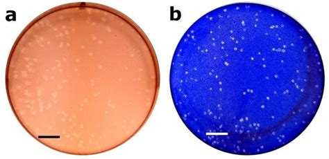 Mdpi Optimized Protocols For Mhv A59 Methods And Protocols Mdpi