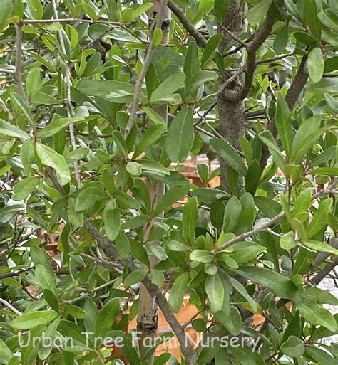 Quercus Virginiana Natural Urban Tree Farm Nursery