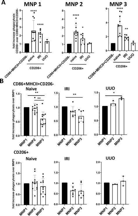 Ex Vivo Phagocytic Capacity Is Variable Between Mnp Subsets In Download Scientific Diagram