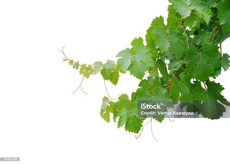 포도 잎 포도 나무 가지 와 텐드릴 흰색 배경에 격리 클리핑 경로 포함 계절에 대한 스톡 사진 및 기타 이미지 계절 과일