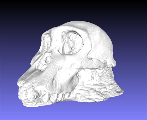 Australopithecus Sediba Ancient Hominid Skull In Situ Museum Quality High Resolution Stl