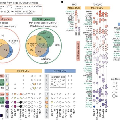Organoid Cell Composition And Its Relationship With Rg Gene