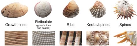 Bivalves Parts Fossils Kentucky Geological Survey University Of Kentucky