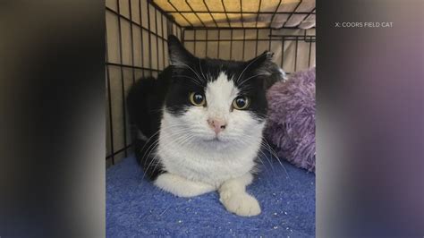 Coors Field Cat Goes Missing