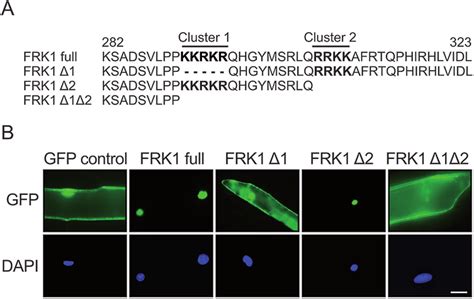 Characterization Of The Scfrk1 Bipartite Nuclear Localization Signal Download Scientific