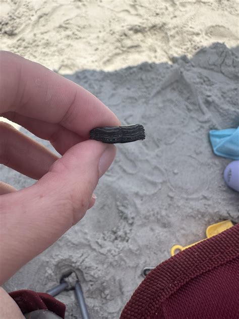 Help Identify Beach Fossil R Fossilhunting
