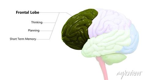 Central Organ Of Human Nervous System Brain Lobes Frontal Lobe • Wall