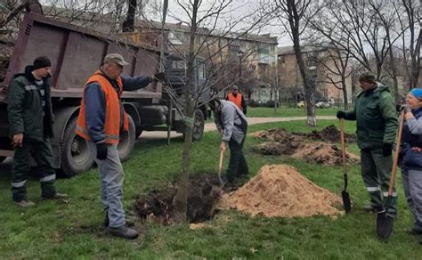 У Дніпровському районі висаджують крупномірні дерева Вечірній Київ