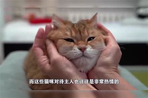 主人把猫咪画的栩栩如生，可仔细一看，差点笑喷了猫咪主人