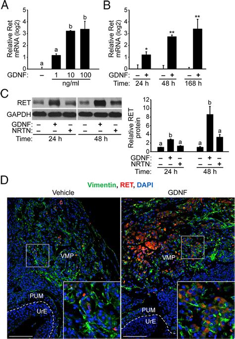 Gdnf Signaling Up Regulates Ret Expression In The Ugs And Ret Download Scientific Diagram