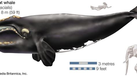 Bowhead Right Whale Mammal Britannica