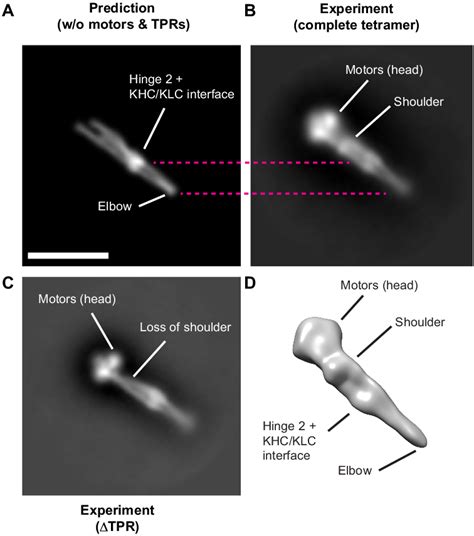 Comparison Of Computational And Experimental Data Comparison Of