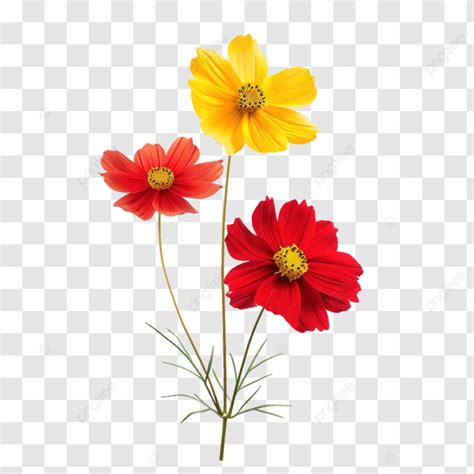 흰색 배경에 격리된 오렌지 수채색 캘리포니아 양귀비 말린 꽃과 코스모스가 있는 꽃다발 손으로 그린 그림을 디자인 초대장 엽서 기타 인쇄 꽃 사진술 식물의 Png