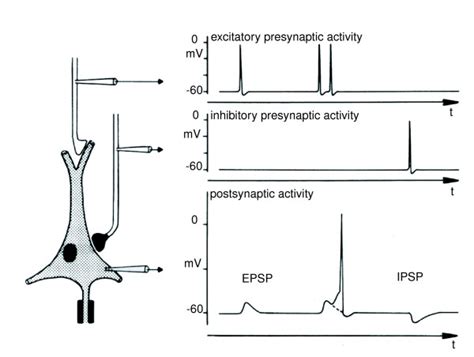 Excitatory And Inhibitory Post Synaptic Potentials An Illustration Of Download Scientific