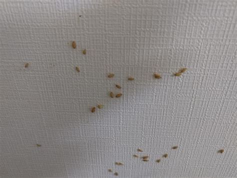 초파리는 어디서 나오는지 알아보자 미스터리 공포 에펨코리아