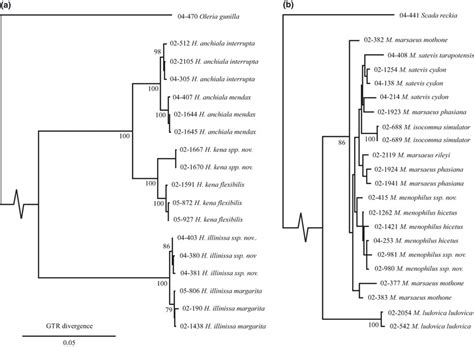 Maximum Likelihood Trees Based On Concatenated Mitochondrial And Download Scientific Diagram