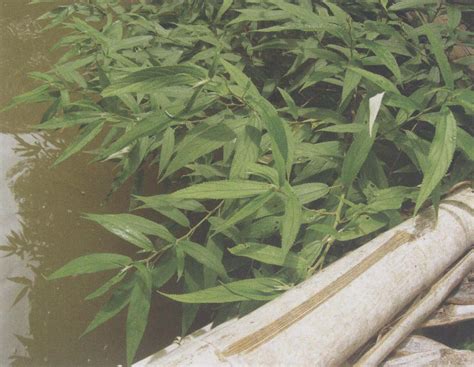 水麻 中草药野外识别 医学