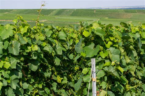 프랑스 크라만트 마을 근처 샴페인 지역의 녹색 포도원에서 볼 수 있는 분필 토양에서 자라는 화이트 샤도네 와인 포도 0명에 대한 스톡 사진 및 기타 이미지 Istock