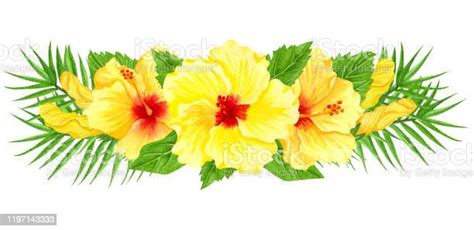 노란색 히비스커스 꽃 수채화 조성물 손으로 그린 꽃 테두리 열대 꽃과 잎 결혼식 초대장 인사말 카드 디자인 화창한 꽃입니다 0명에 대한 스톡 벡터 아트 및 기타 이미지