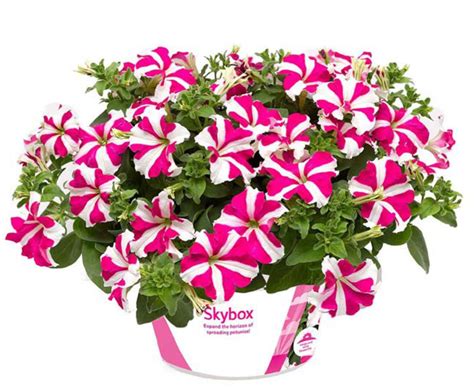 Петуния ампельная гибридная Skybox F1 rose star - 5 шт.