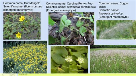 Aquatic Macrophytes Pptx