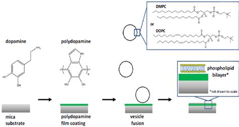 Preparation Of Polydopamine Supported Membranes And The Structure Of Download Scientific