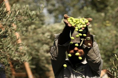 الزراعة تعلن موعد قطف الزيتون في فلسطين