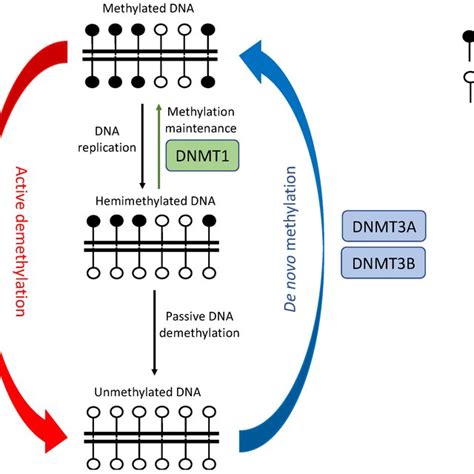 Schematic Drawing Of Dna Methylation Dynamics By Dnmts And Tets Download Scientific Diagram