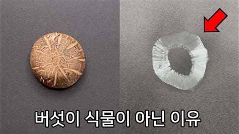 버섯을 검은 종이 위에 올려두면 놀라운 일이 일어납니다 ㄷㄷ Youtube