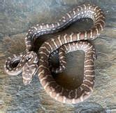 Bredli Pythons Available