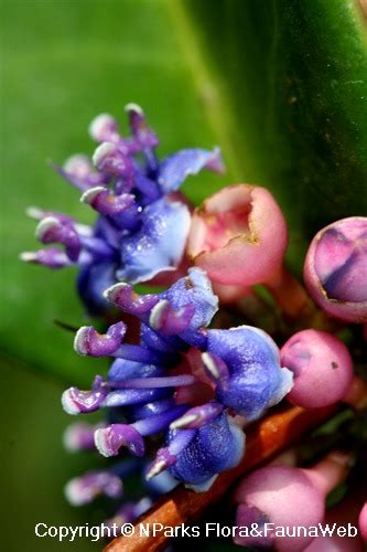Nparks Memecylon Coeruleum
