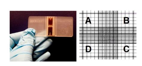 View Of Hemocytometer Left And View Of Its Section Under The Download Scientific Diagram