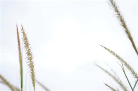 Premium Photo Photo Of Grass Flowers Natal Grass Natal Redtop Ruby Grass Outdoors