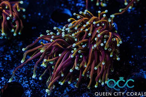 Torch Coral 101 Care Appearance And Types Feeding And More