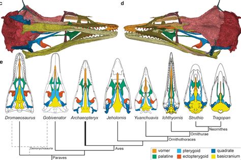 New Archaeopteryx Fossil Rewrites Early Bird Evolution