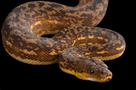 Timor Python Python Timoriensis Joel Sartore