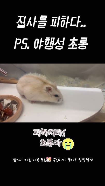 집사를 하다 햄스터일상 햄찌 푸딩햄스터 Cute 햄스터초롱 Shorts Youtube