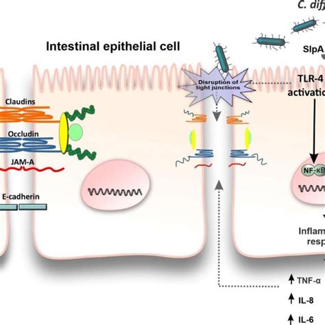 The Effects Of Slpa Extracted From C Difficile Clinical Strains On Download Scientific Diagram
