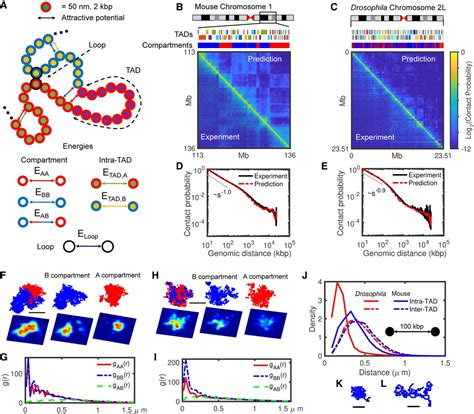 Spatial Organization Of Chromosomes Leads To Heterogeneous Chromatin