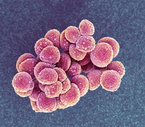 Mrsa Bacteria Sem Stock Image C026 7473 Science Photo Library