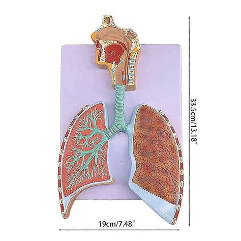 Realistic Human Respiratory System Model Human Bronch Anatomy Model