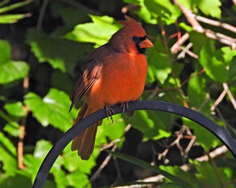 Northern Cardinal Male Birdforum