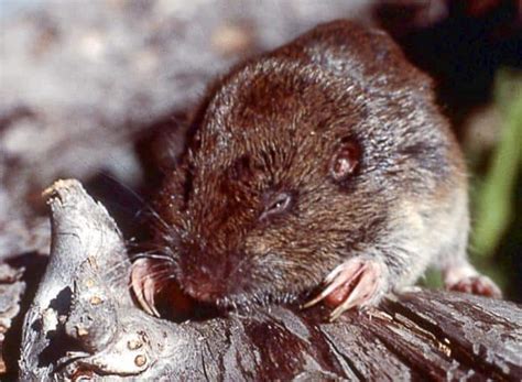 Best Gopher Poison And Gopher Traps Top 10 Recommendations How I Get Rid Of