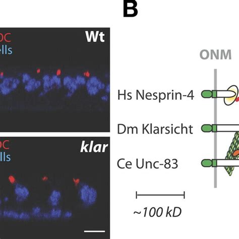Topology And Functions Of Linc Complexes In The Perinuclear Space The Download Scientific