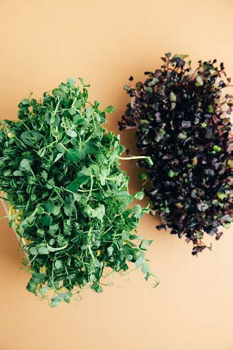 홈 가드닝 녹색 채소 마이크로 그린 완두콩 및 무는 갈색 배경의 린넨 깔개에 플라스틱 용기에 담겨 있습니다 개념에 대한 스톡 사진 및 기타 이미지 Istock