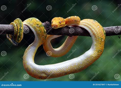 Green Tree Python Juvenile Closeup Head On Branch With Black Background Stock Image Image Of