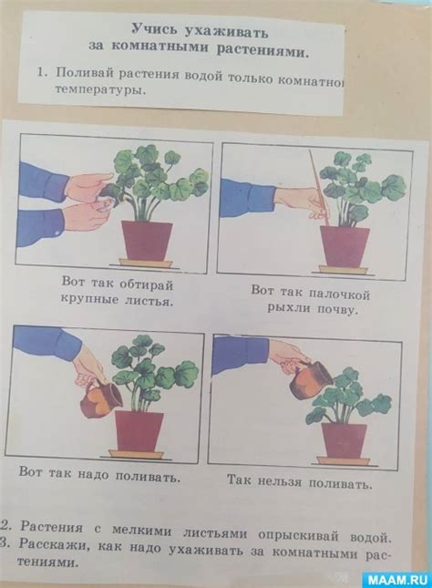 Схема комнатные растения