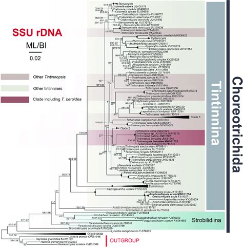 maximum likelihood ml tree inferred from ssu rdna sequences showing